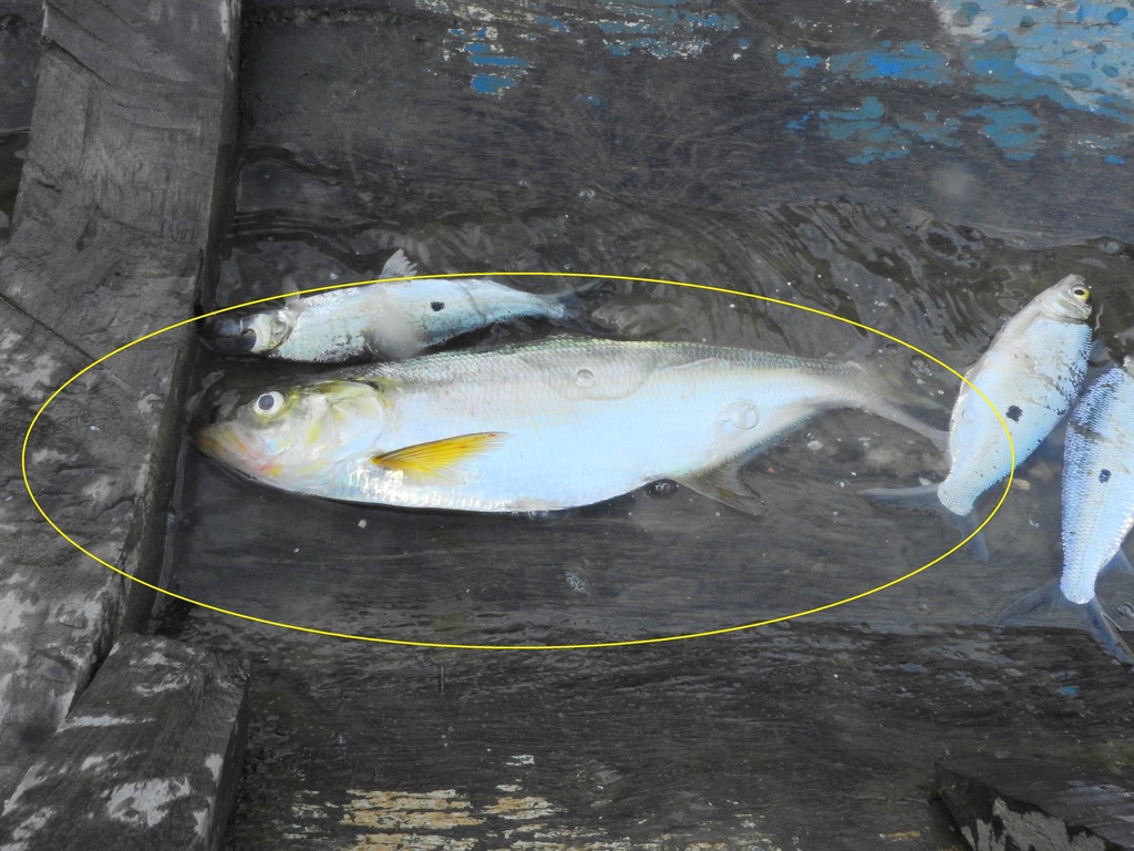 (Pellona flavipinnis) - Marine Life Identification
