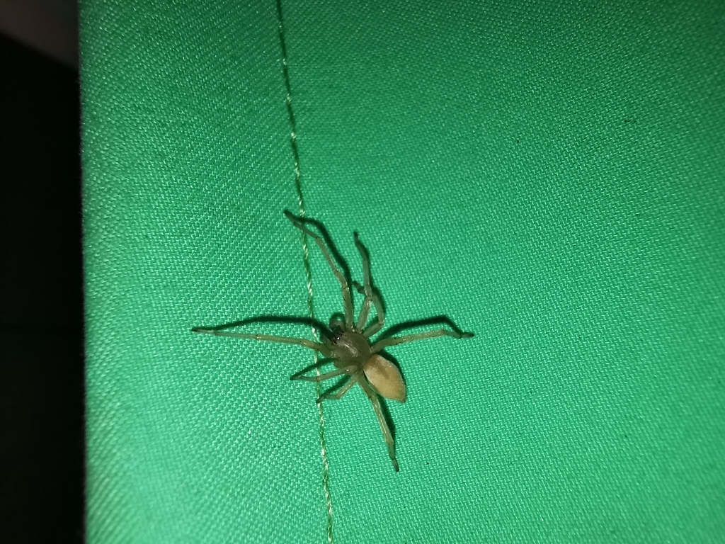 Longlegged Sac Spiders from Liri, Greece on April 3, 2020 at 12:32 AM ...