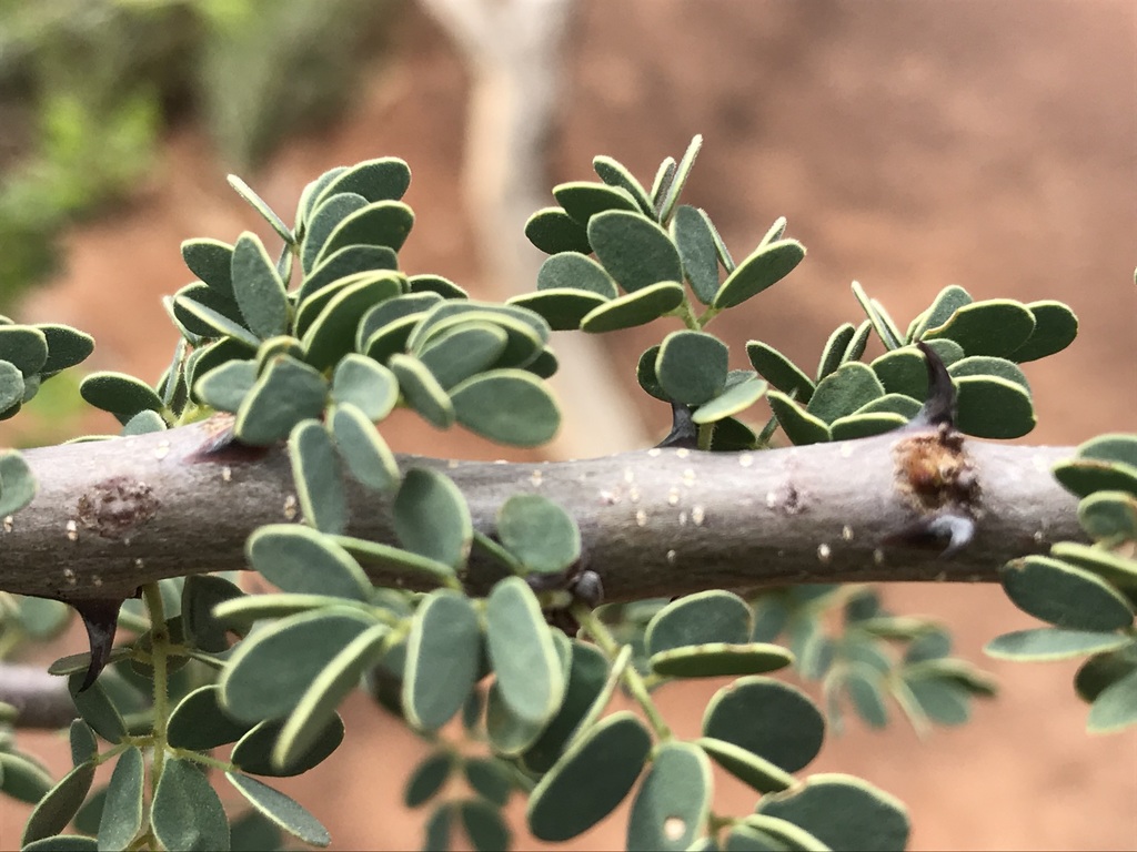 Black thorn (Senegalia mellifera) - Botanical Realm