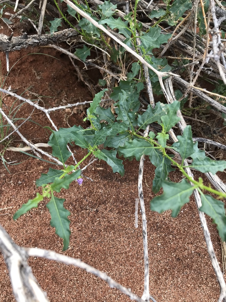 Horrid Snake-apple from Siyanda, Northern Cape, South Africa on ...