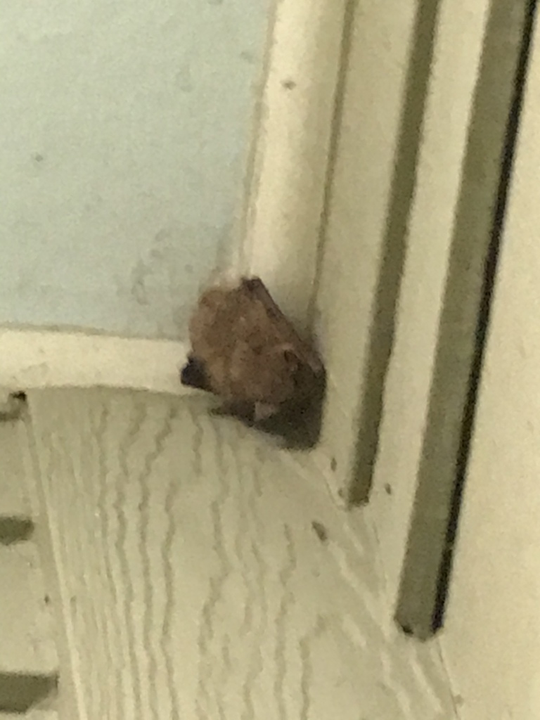 Tricolored Bat from Tiger Hammock Rd, Crawfordville, FL, US on April 6 ...