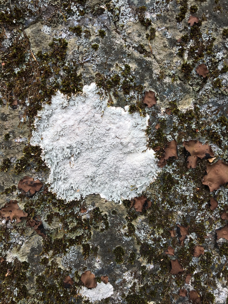 Whitewash Lichen from Old Hillsboro Rd, Bradford, NH, US on April 5 ...