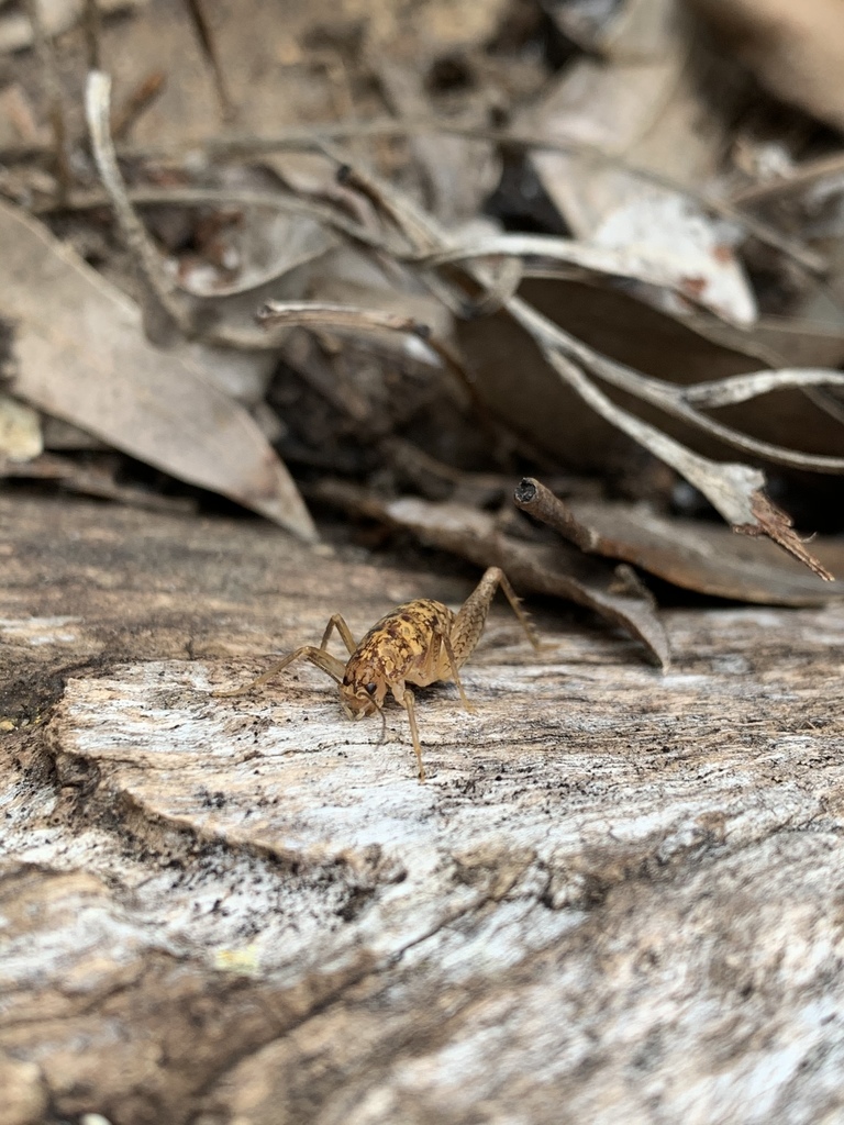 Pristoceuthophilus from Damon Lane County Park, El Cajon, CA, US on ...