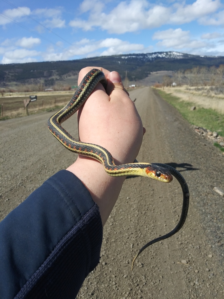 Valley Garter Snake from La Grande, OR 97850, USA on April 06, 2020 at ...