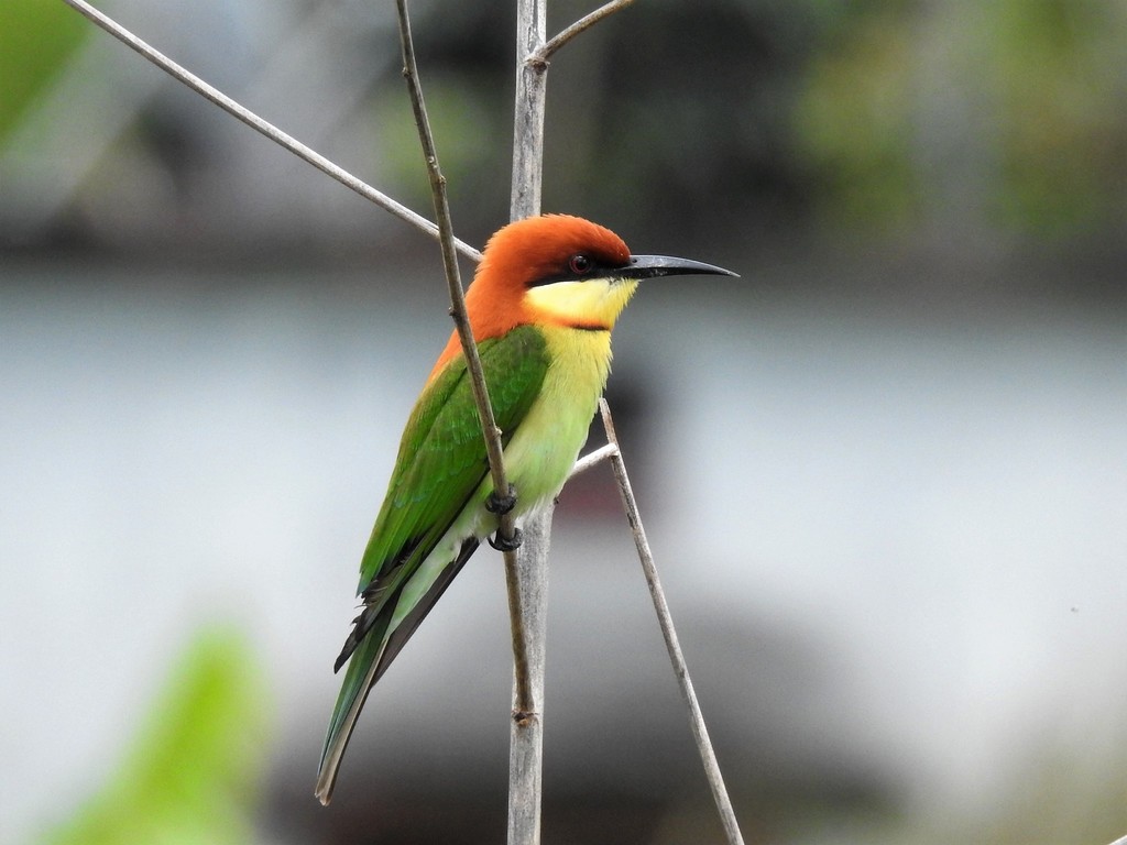 Chestnut-headed Bee-eater from Bheri, Nepal on March 13, 2020 at 01:17 ...