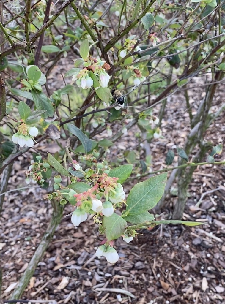 Blueberry Digger Bee from SE 54th Ave, Belleview, FL, US on February 12 ...