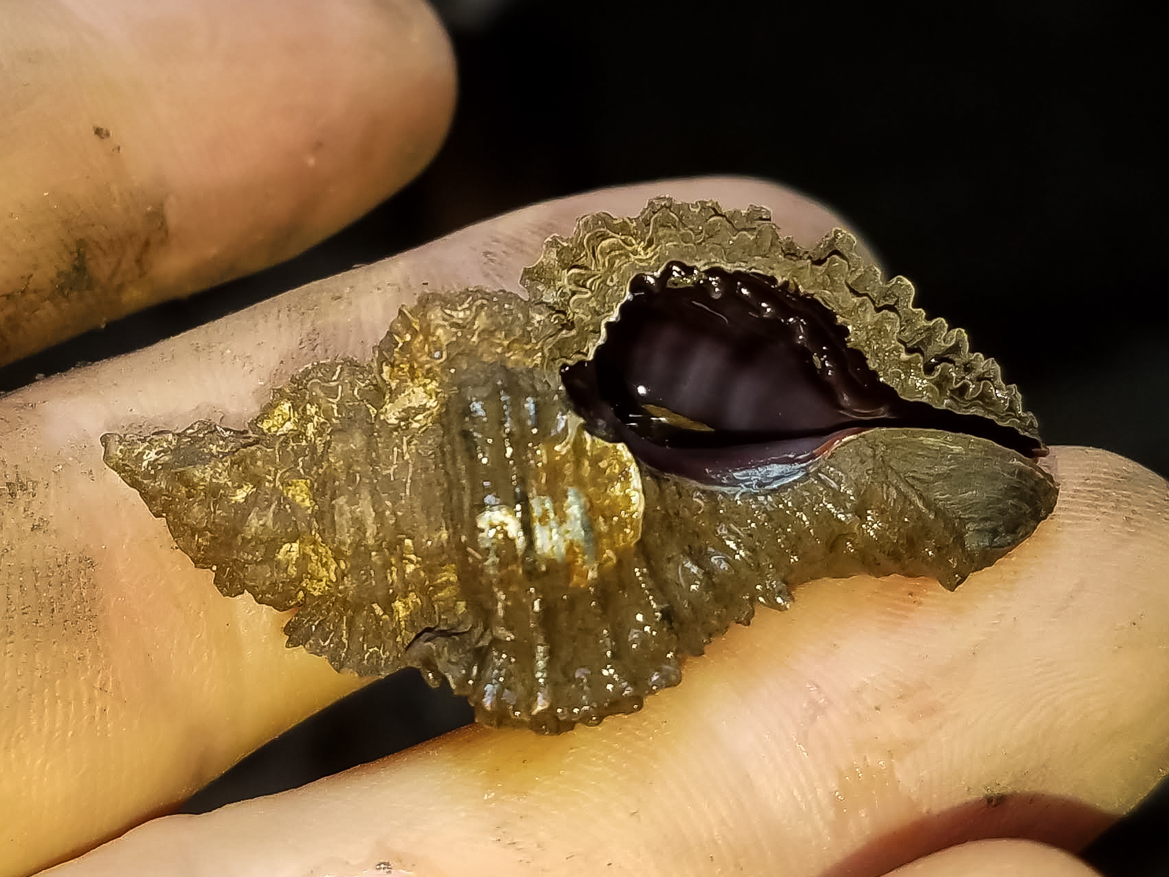 Chicoreus capucinus (Lamarck, 1822)