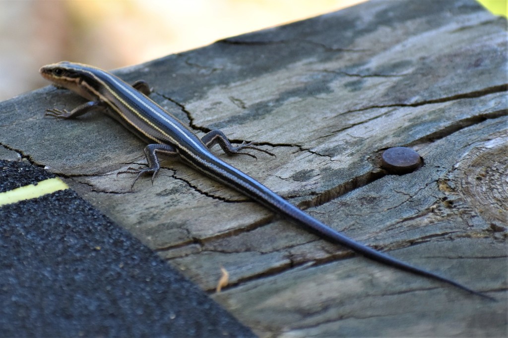 Common Five-lined Skink from Pinson, AL, USA on April 5, 2020 at 01:10 ...