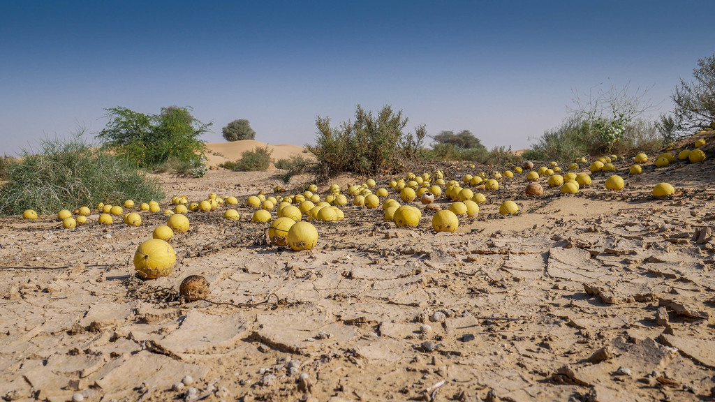 Colocynth (Citrullus colocynthis) - Botanical Realm