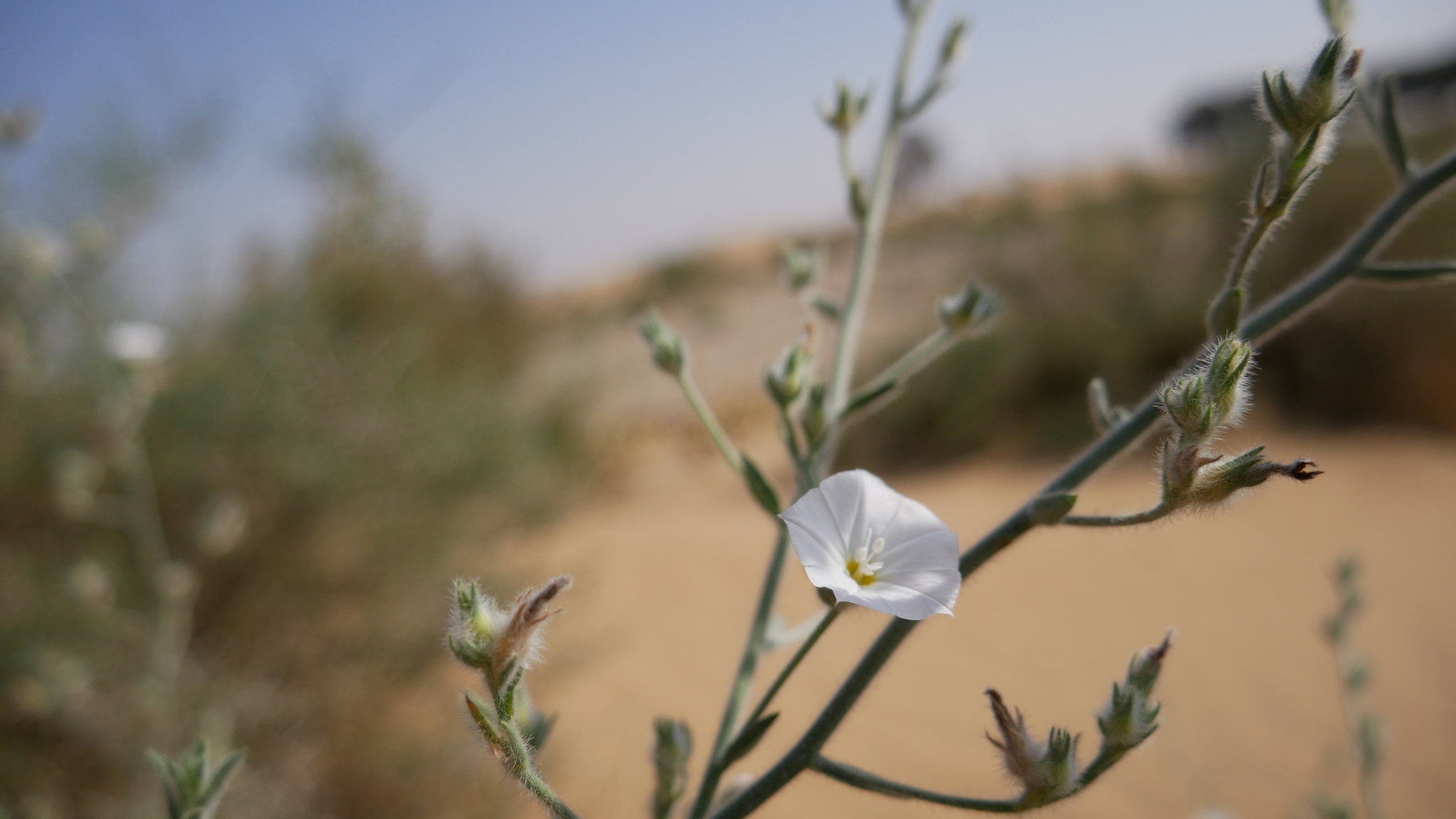Convolvulus prostratus Forssk.
