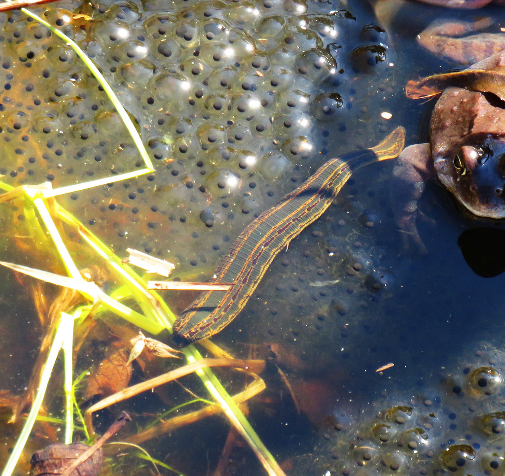 European Medicinal Leech in April 2020 by Jurga Motiejūnaitė · iNaturalist