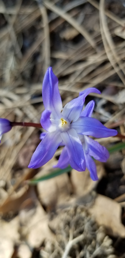 Forbes' Glory-of-the-snow from Lakeside, AZ 85929, USA on April 6, 2020 ...