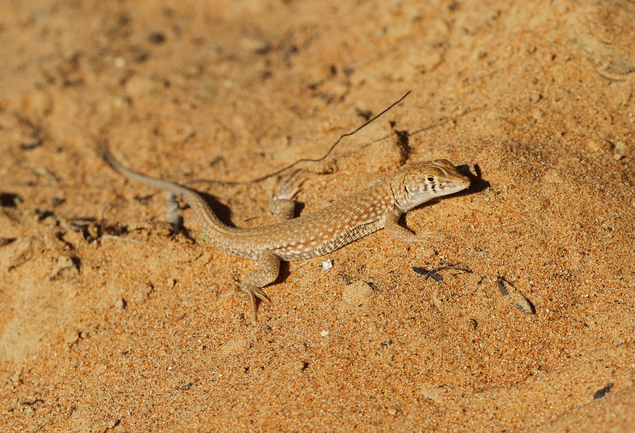 Acanthodactylus schmidti Haas, 1957