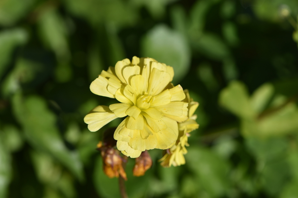 Oxalis pes-caprae pleniflora (Madeira Pflanzen Myrtales, Oxalidales ...