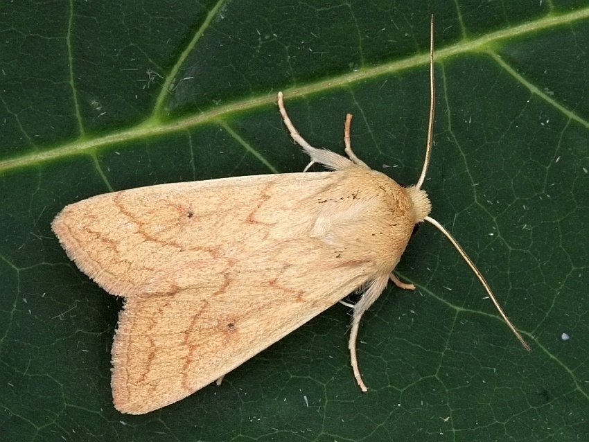 The Delicate (Noctuidae of Africa) · iNaturalist