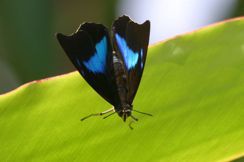 Meander prepona (Archaeoprepona meander)