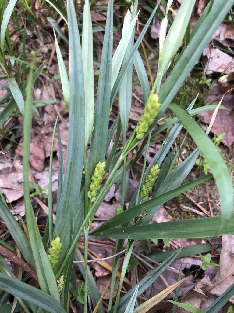 Blue Sedge in April 2020 by John Kees. achenes with a short, bent beak ...