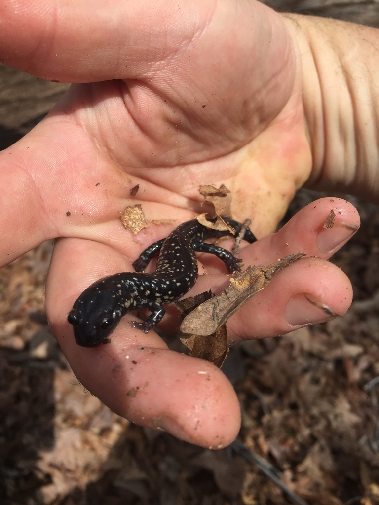 Western Slimy Salamander from Johnson's Shut-Ins State Park ...