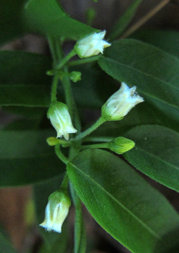 Talayote (Cynanchum pringlei)