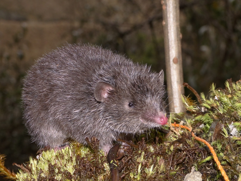 Silky Shrew Opossum (Mammals SW Colombia) · iNaturalist