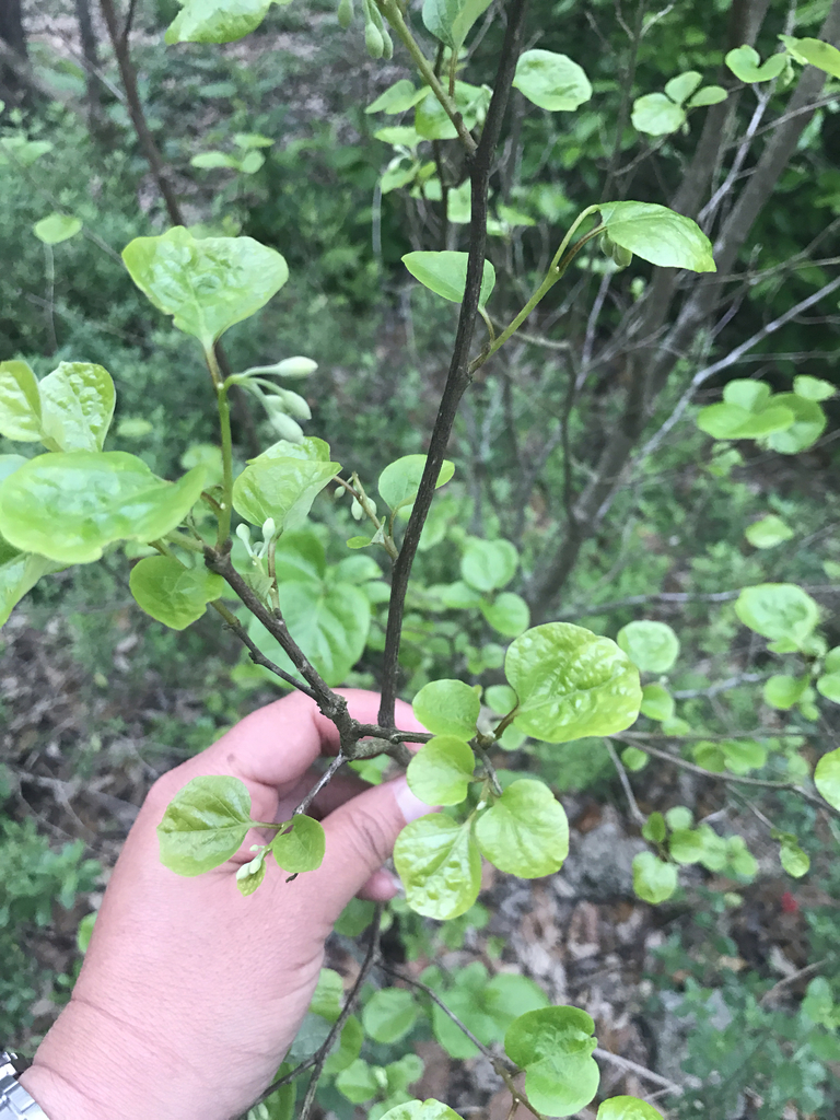 Texas Snowbells (Styrax platanifolius texanus) - Botanical Realm