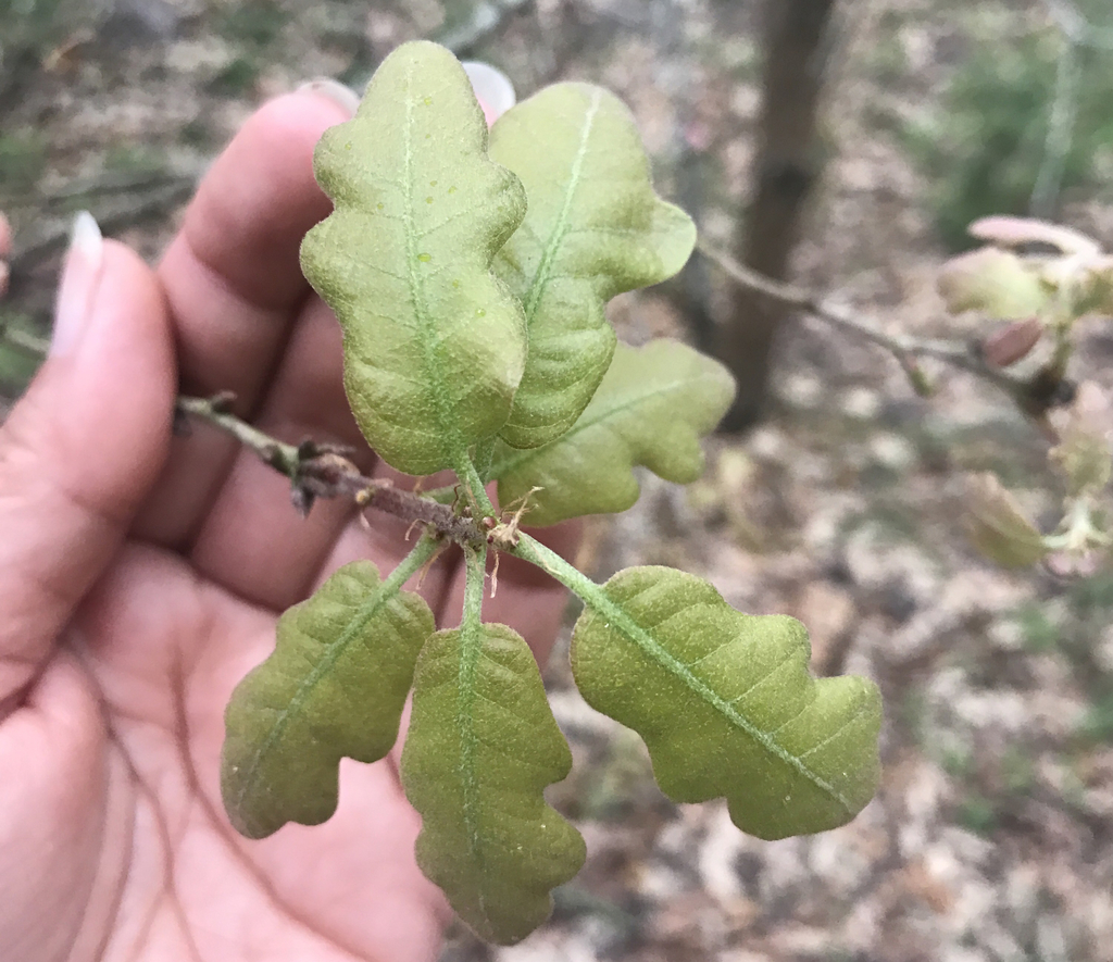 Lacey Oak (Quercus laceyi) - Botanical Realm