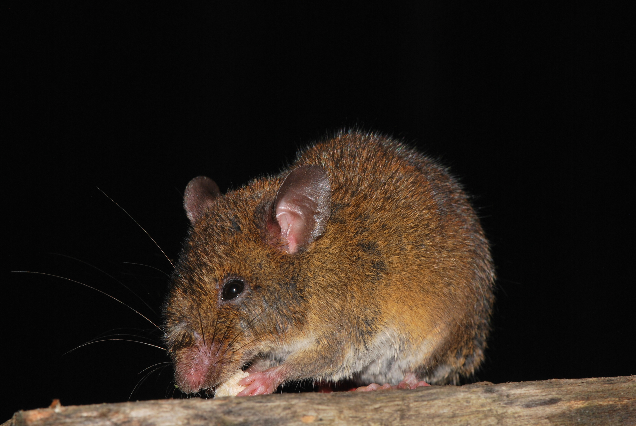 Oryzomys alfaroi (J.A.Allen, 1891)
