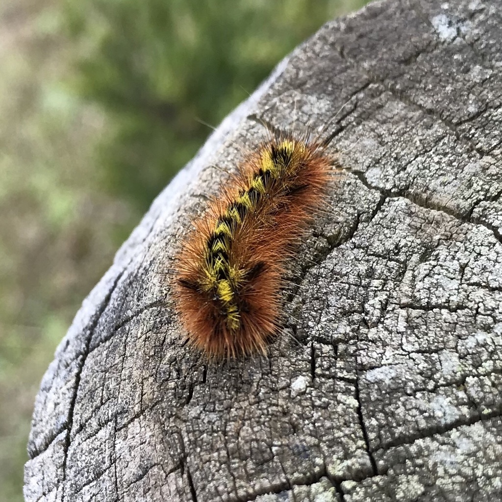 Silver-spotted Tiger Moth from Burlwood Ln, Arcata, CA, US on April 6 ...