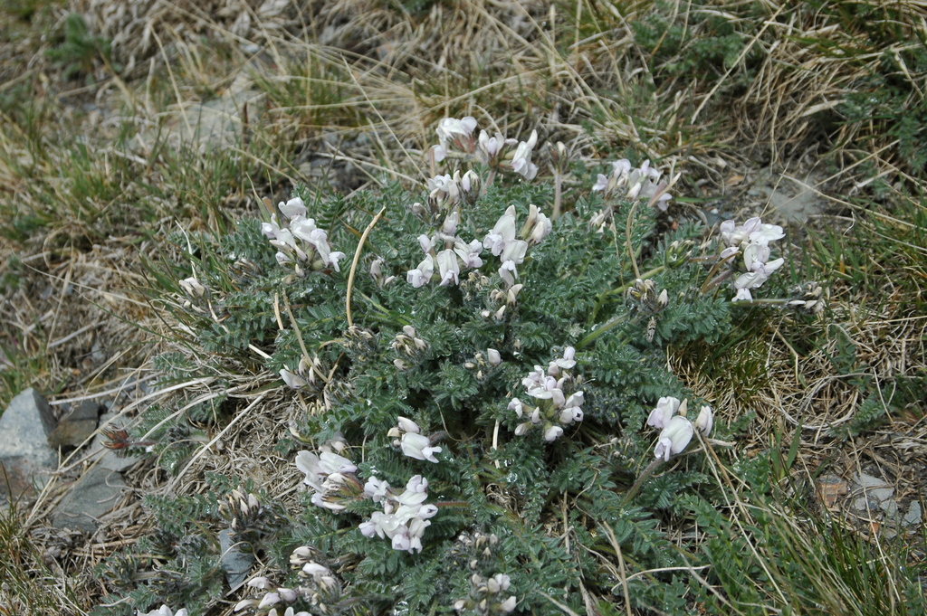 Murray's Arctic Locoweed (Yukon Species of Conservation Concern Guide ...