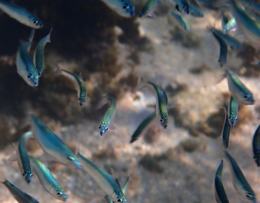 Blue Sprat from Manly NSW 2095, Australia on April 6, 2020 at 12:27 PM ...