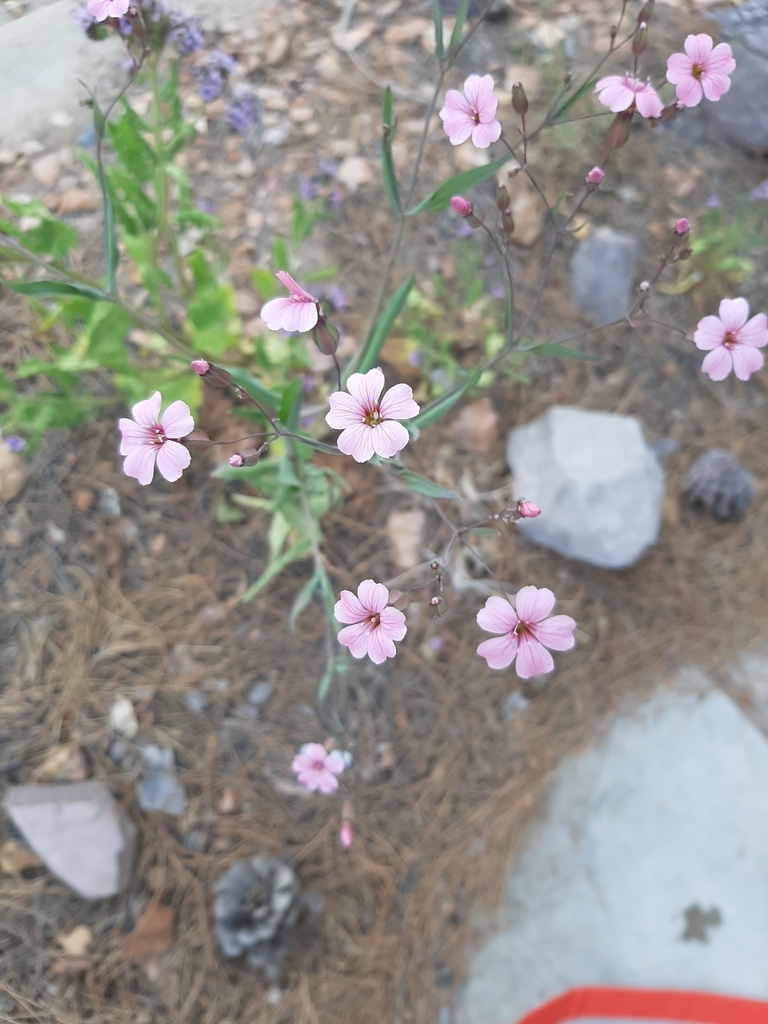 Cowherb from Las Cruces, NM, USA on April 06, 2020 at 05:25 PM by ...