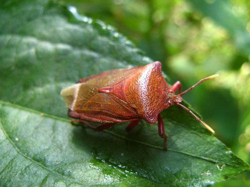 Pygoplatys haedulus · iNaturalist