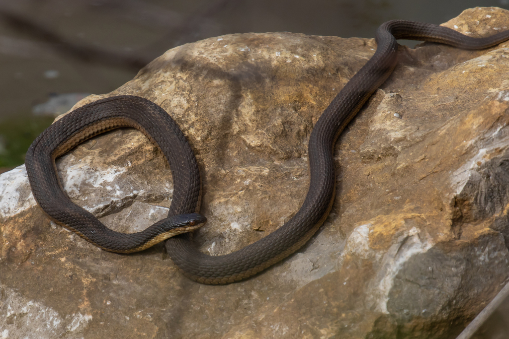 Graham's Crayfish Snake in April 2020 by Greg Silva · iNaturalist