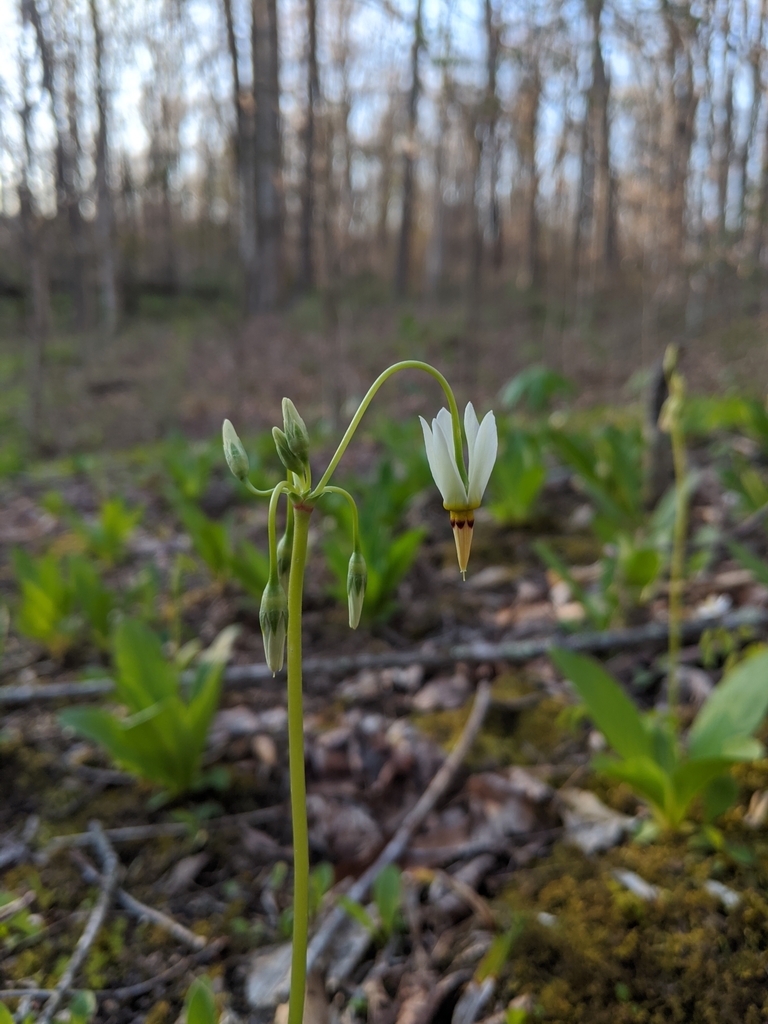eastern shooting star from Tom's Creek, Blacksburg, VA 24060, USA on ...