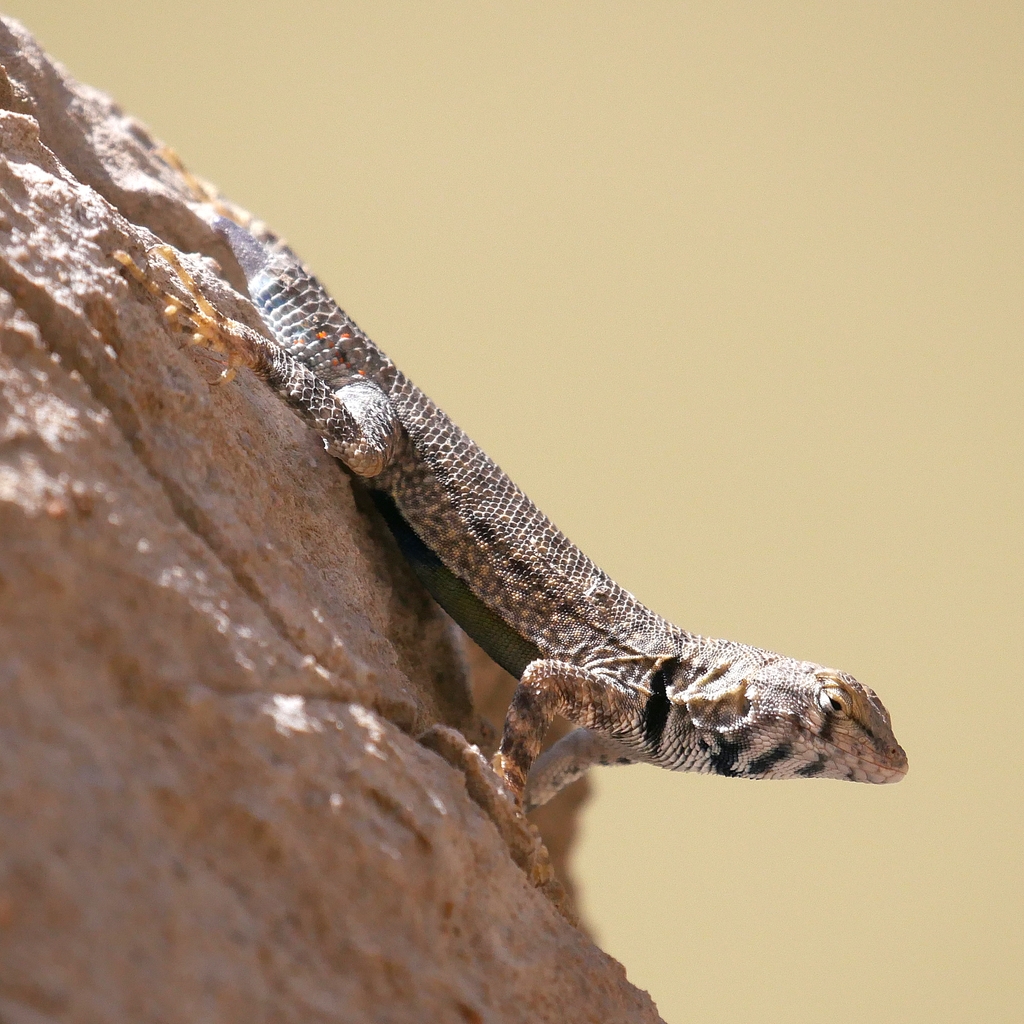 Canyon Lizard (Sceloporus merriami) (Wildlife of the United States ...