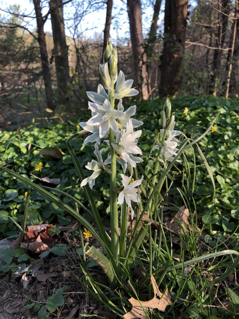 Drooping Star-of-Bethlehem from Wyman Park, Baltimore, MD, US on April ...