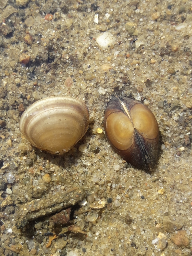 River Orb-mussel (Molluscs of the Slovak Republic) · iNaturalist