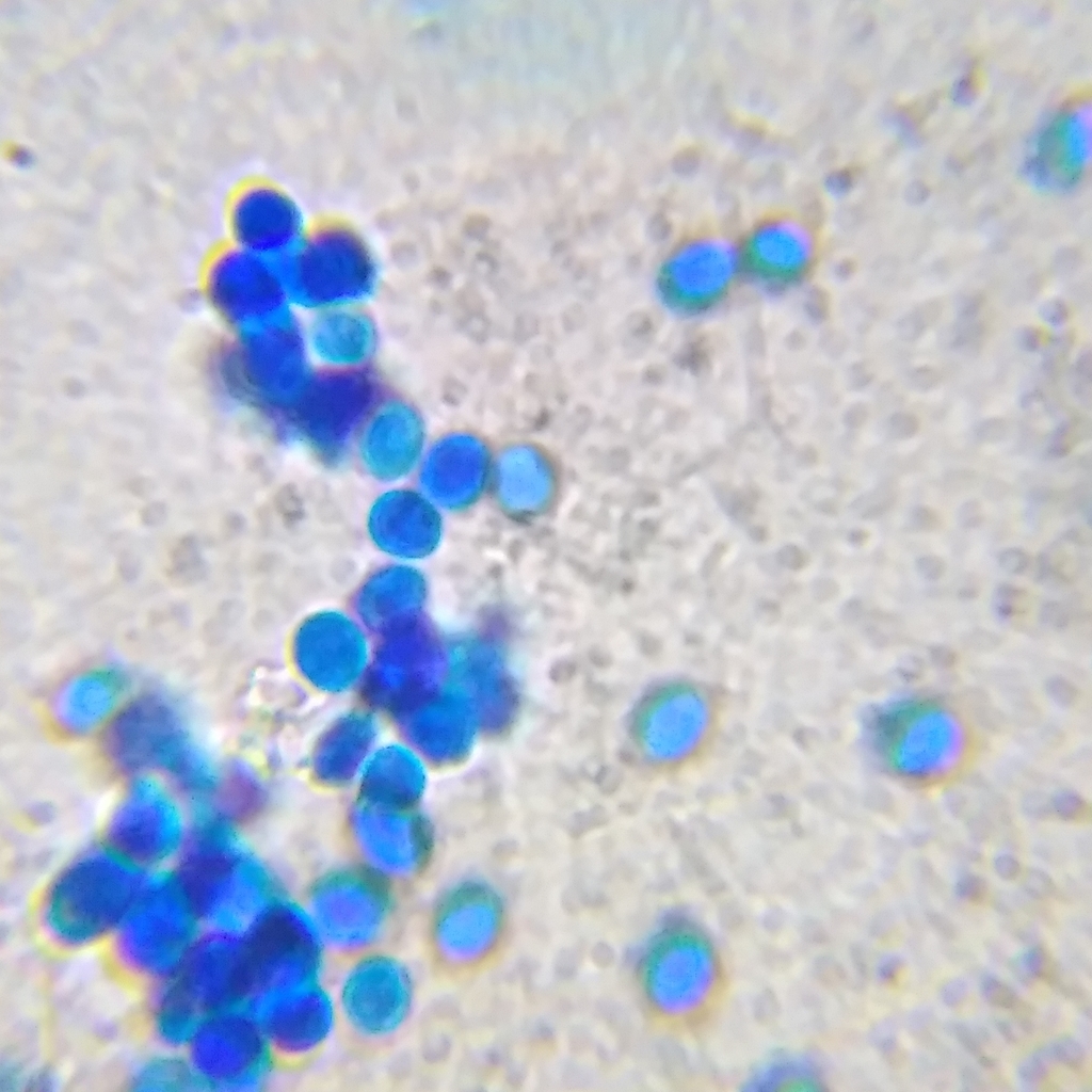 baker's yeast from Concepción, Bio Bio, Chile on April 06, 2020 at 07: ...