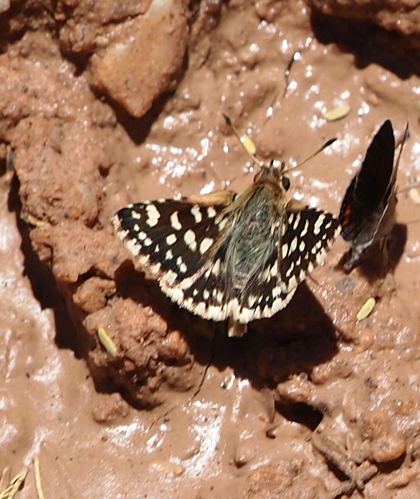 Spialia from Otjozondjupa Region, Namibia on January 26, 2013 at 06:31 ...