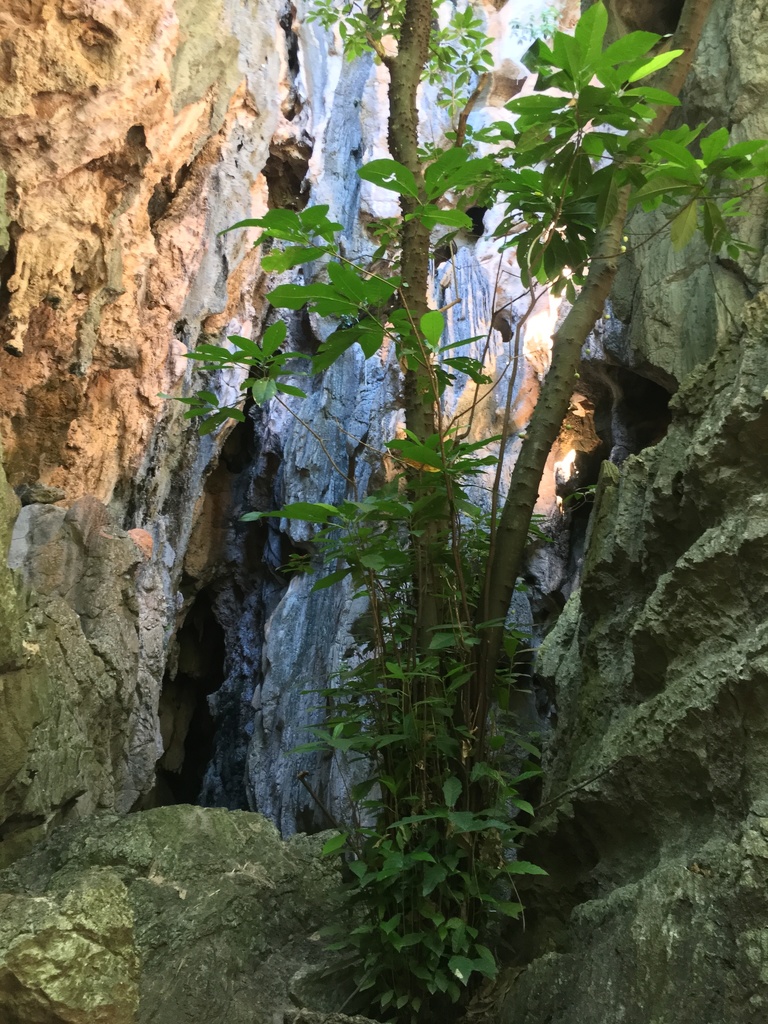 Ficus copiosa from Chillagoe QLD 4871, Australia on March 15, 2020 at ...