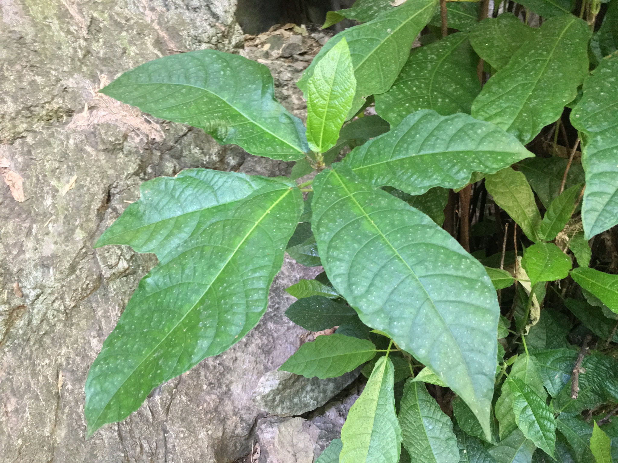 Ficus copiosa Steud.