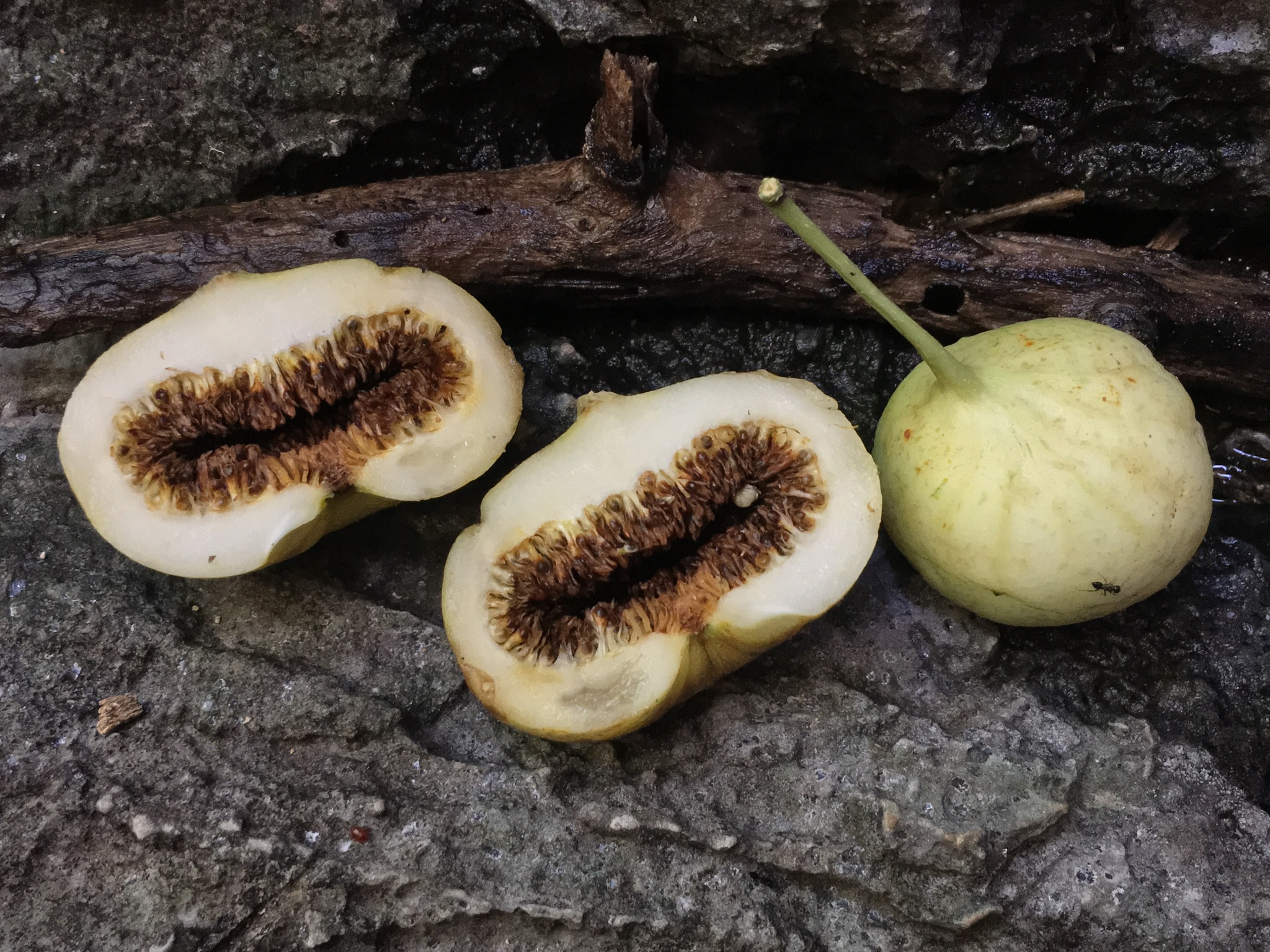 Ficus copiosa Steud.