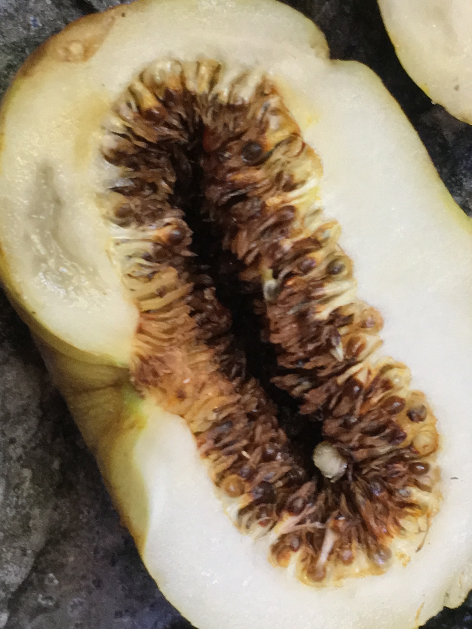 Ficus copiosa Steud.