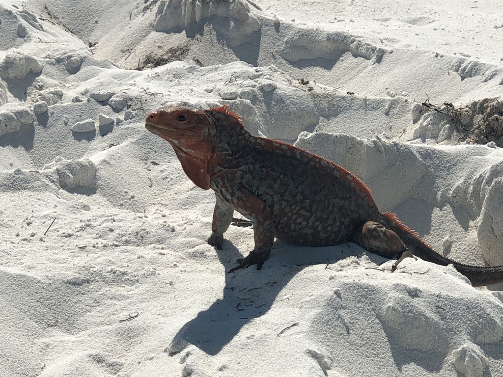 White cay iguana in January 2020 by Helen K. On Sandy Cay near Long ...
