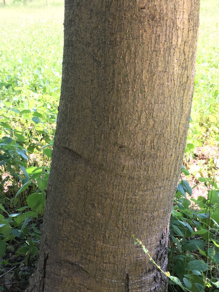 Propeller Tree (Gyrocarpus americanus) - Botanical Realm