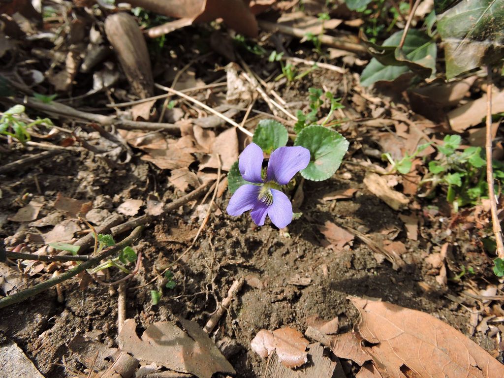 common blue violet from Willow Oaks, Richmond, VA 23225, USA on ...