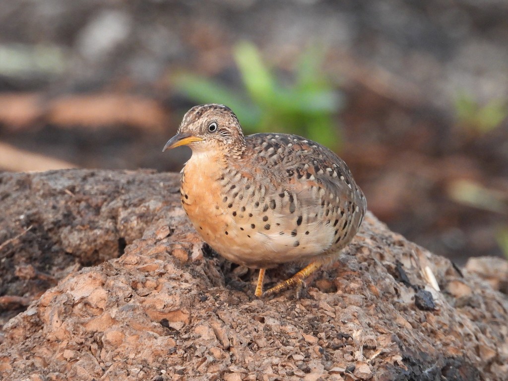 Yellow-legged Buttonquail (Turnix tanki) - Avian Discovery