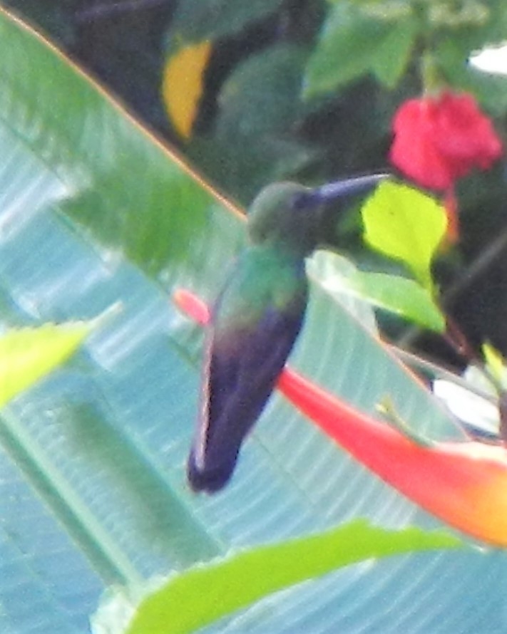 Blue-vented Hummingbird from Alajuela Province, San Carlos, Costa Rica ...