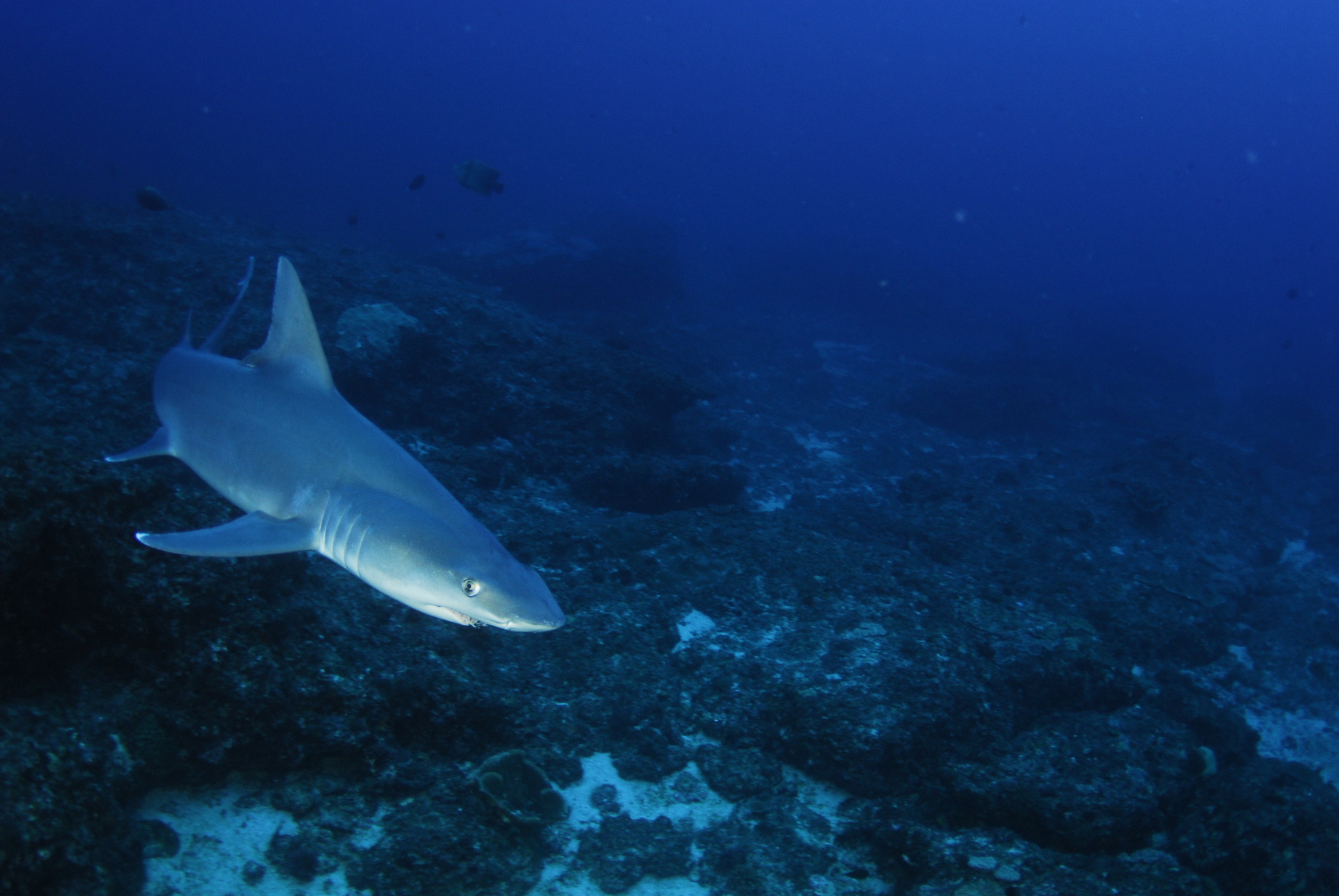 Hemipristis elongata (Klunzinger, 1871)