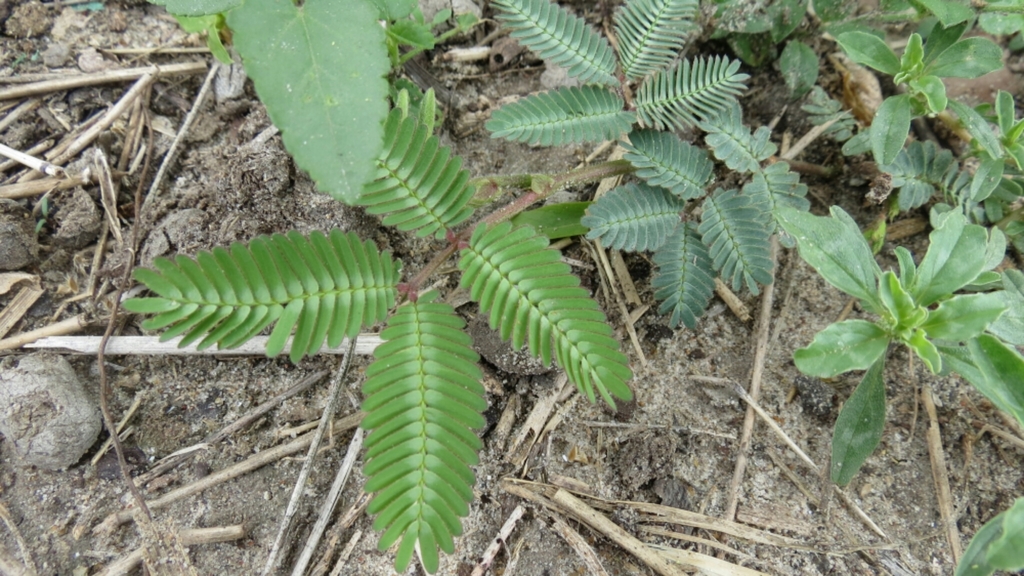 Tropical puff in March 2017 by Tamara T · iNaturalist